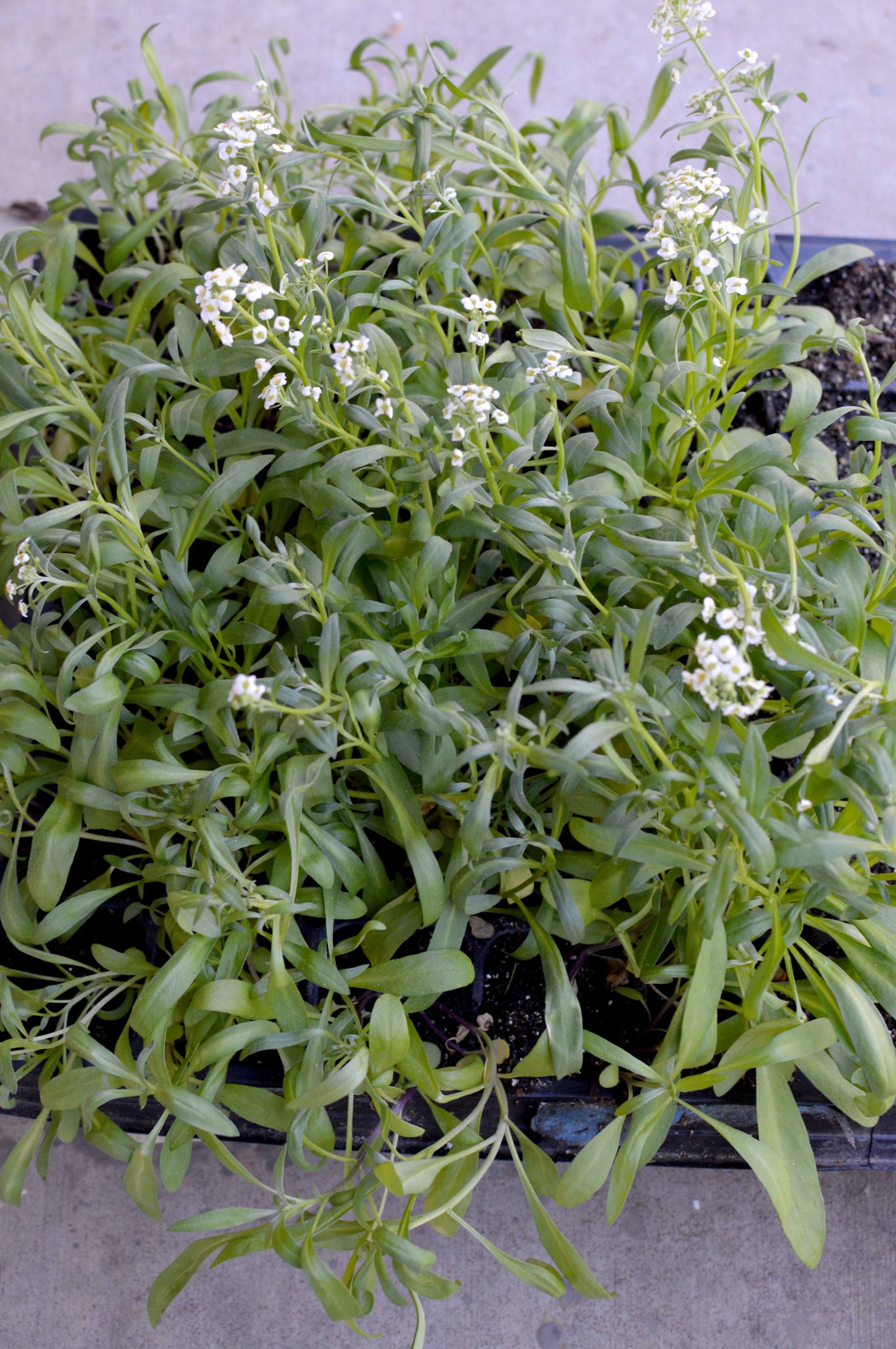 Starting Seeds Outdoors in Containers or Soil Blocks - The Seasonal ...