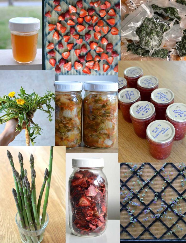 Food Dehydration 101: Drying Fruits and Vegetables - The Seasonal Homestead