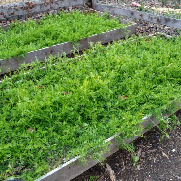 How to Use Cover Crops - The Seasonal Homestead