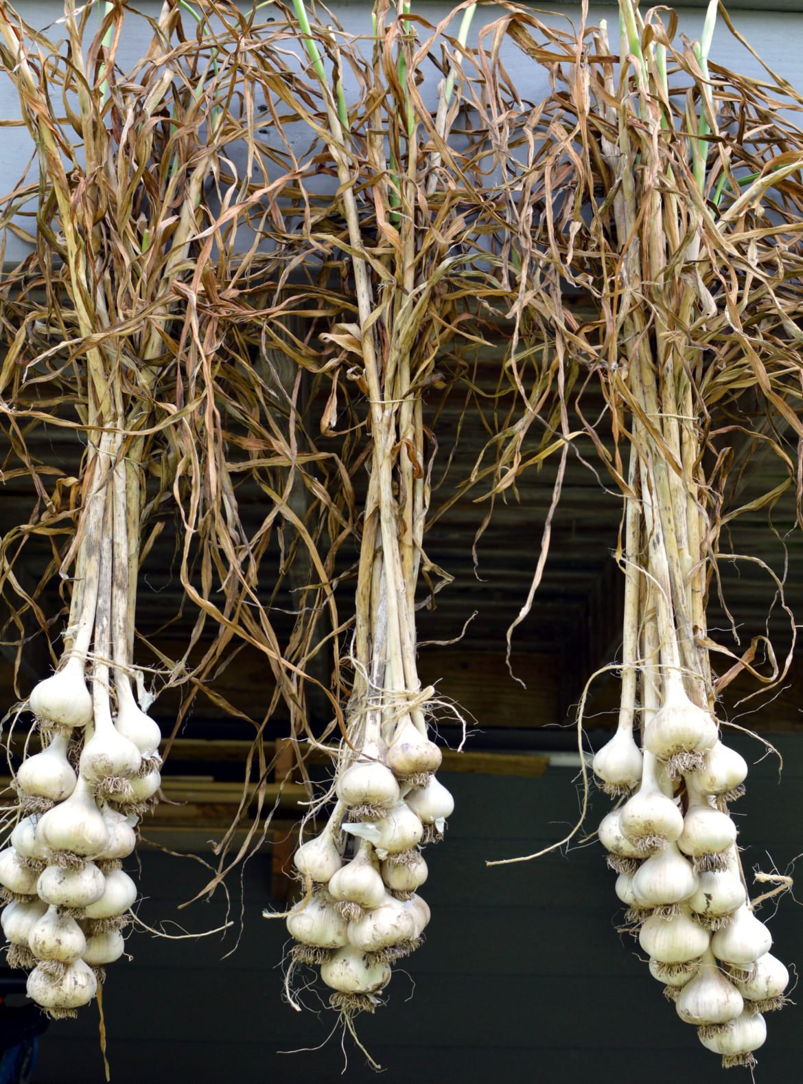 How to Harvest, Cure, and Store Garlic- Long Term - The Seasonal Homestead