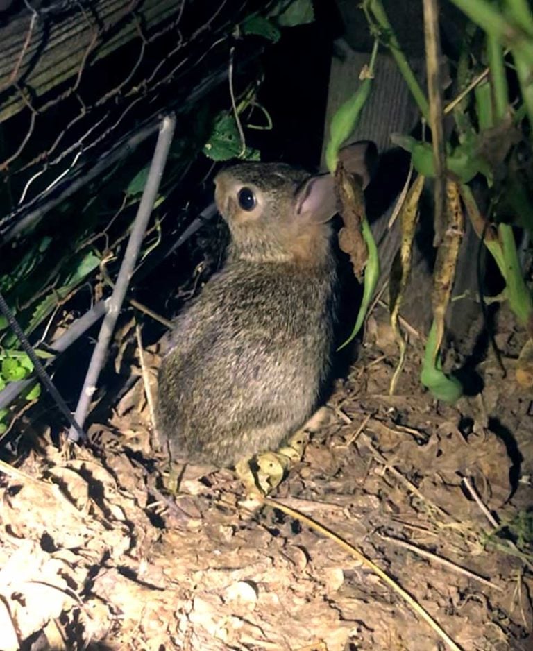 6 Tips to Create an Animal Proof Garden Fence - The Seasonal Homestead