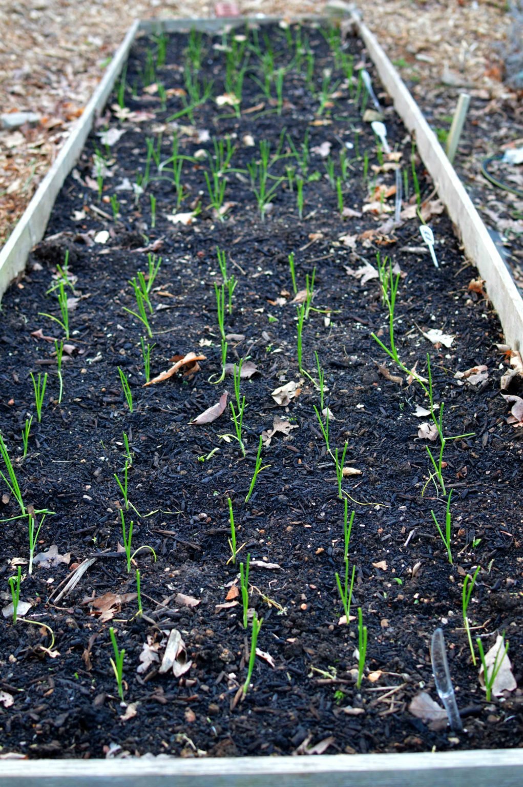 Plant Spacing in Raised Beds - The Seasonal Homestead