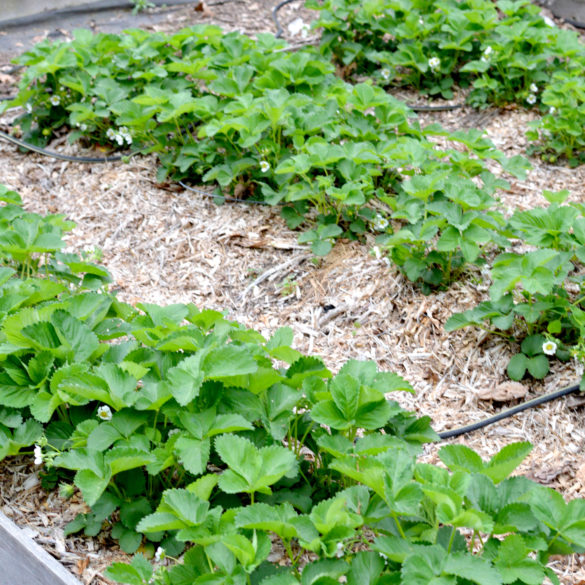 Top 15 Cold-Tolerant Vegetables for Fall & Winter Gardening - The ...