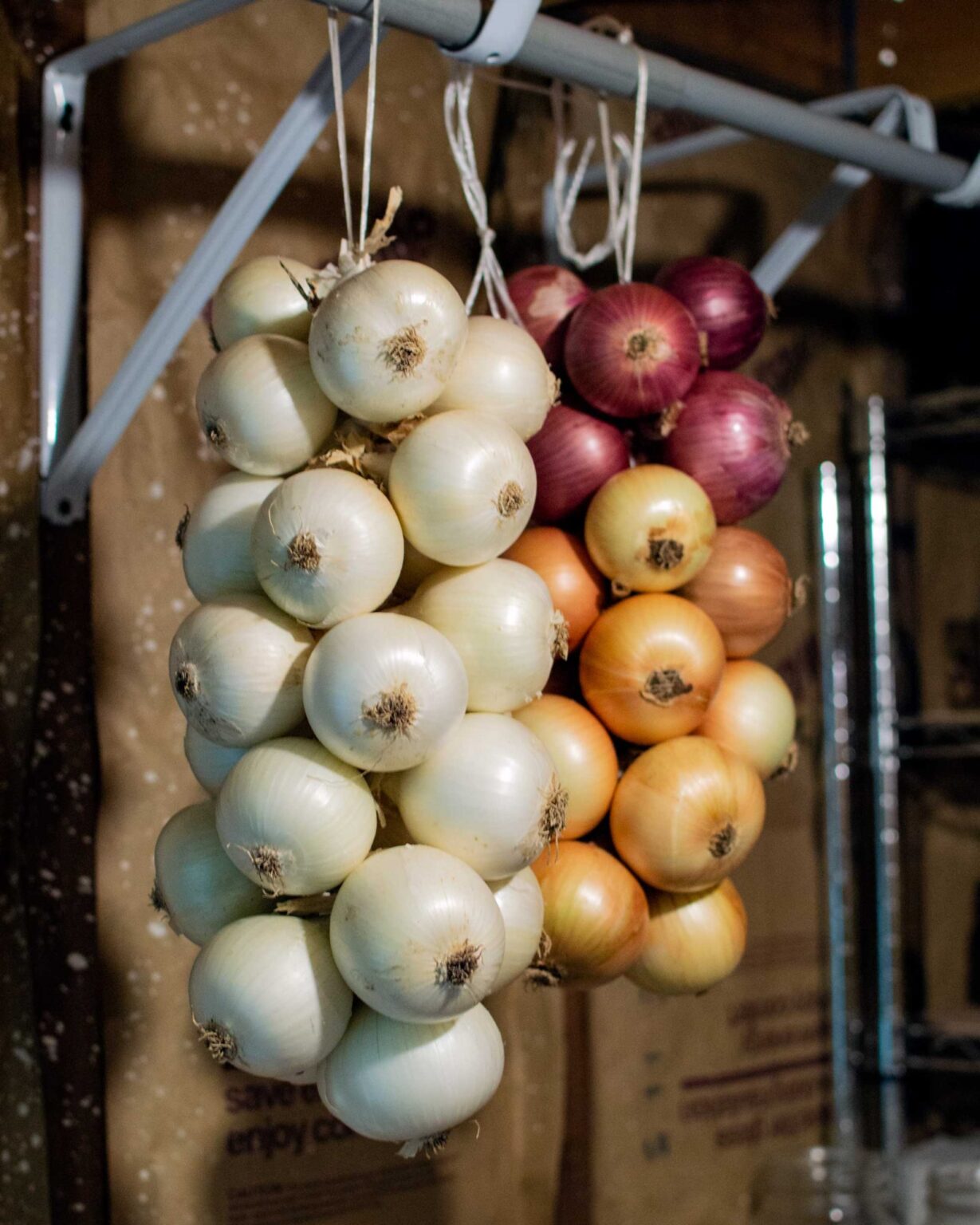How to Harvest, Cure, and Store Onions - The Seasonal Homestead