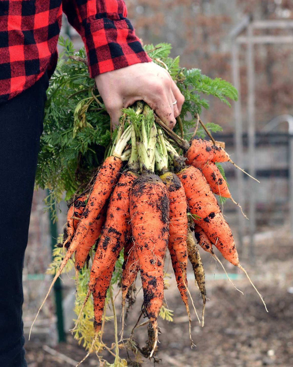 3 Foolproof Methods for Planting Carrot Seeds - The Seasonal Homestead