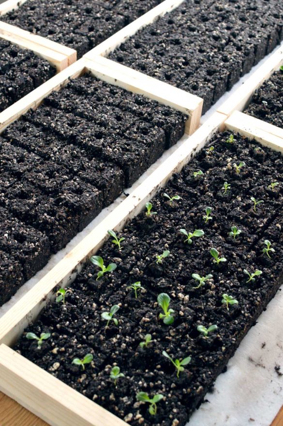 Soil Block Making - A Complete Guide to Start Seedlings - The Seasonal ...