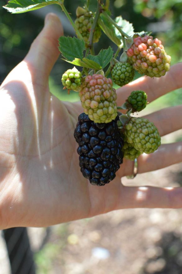 The Best Blackberry Varieties - The Seasonal Homestead