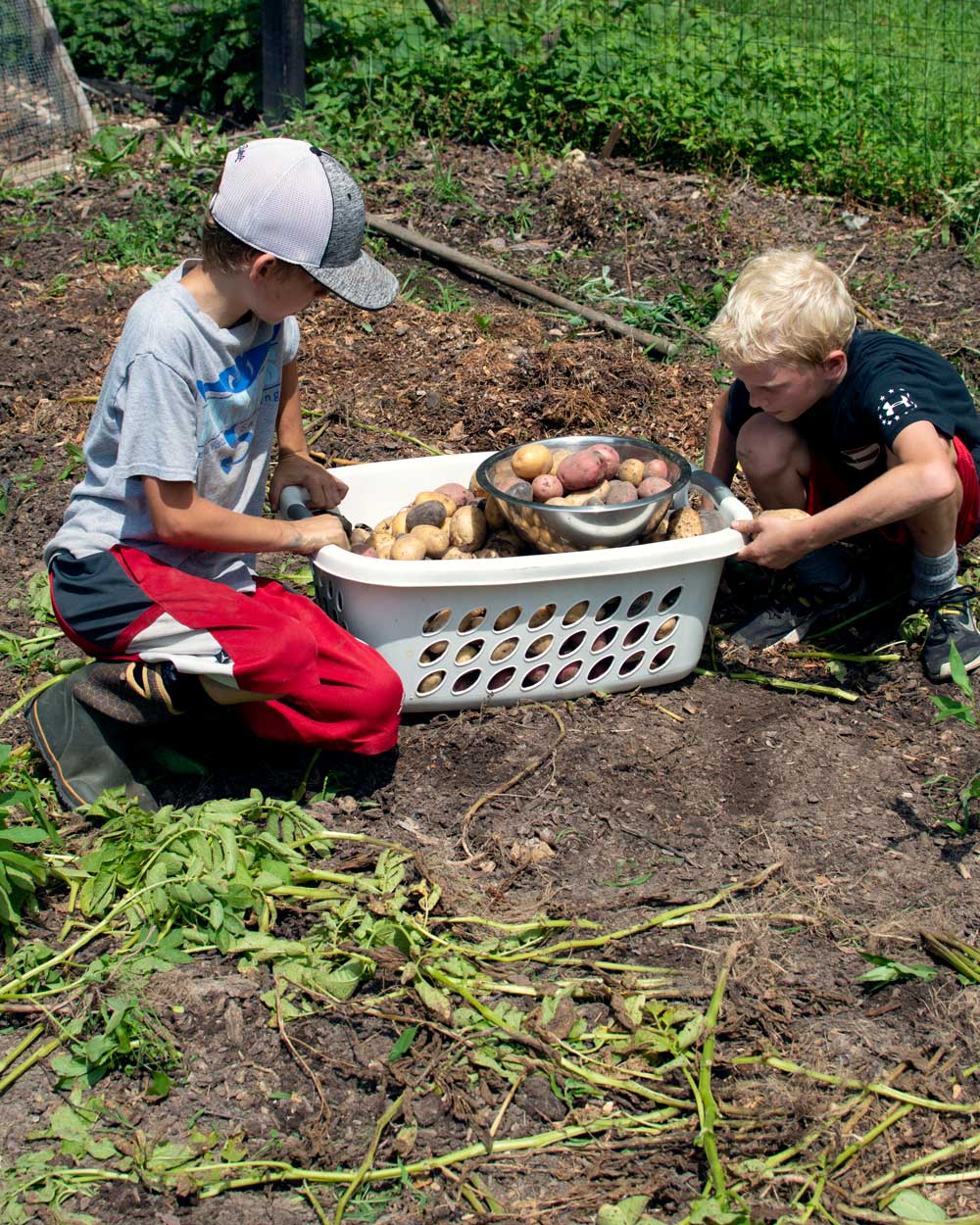 How to Harvest, Cure, and Store Potatoes - The Seasonal Homestead