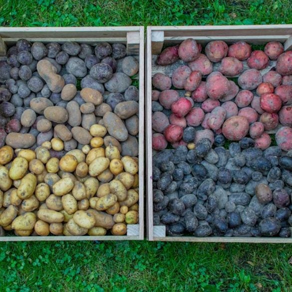 The Best Blueberry Plant Spacing for Your Garden - The Seasonal Homestead