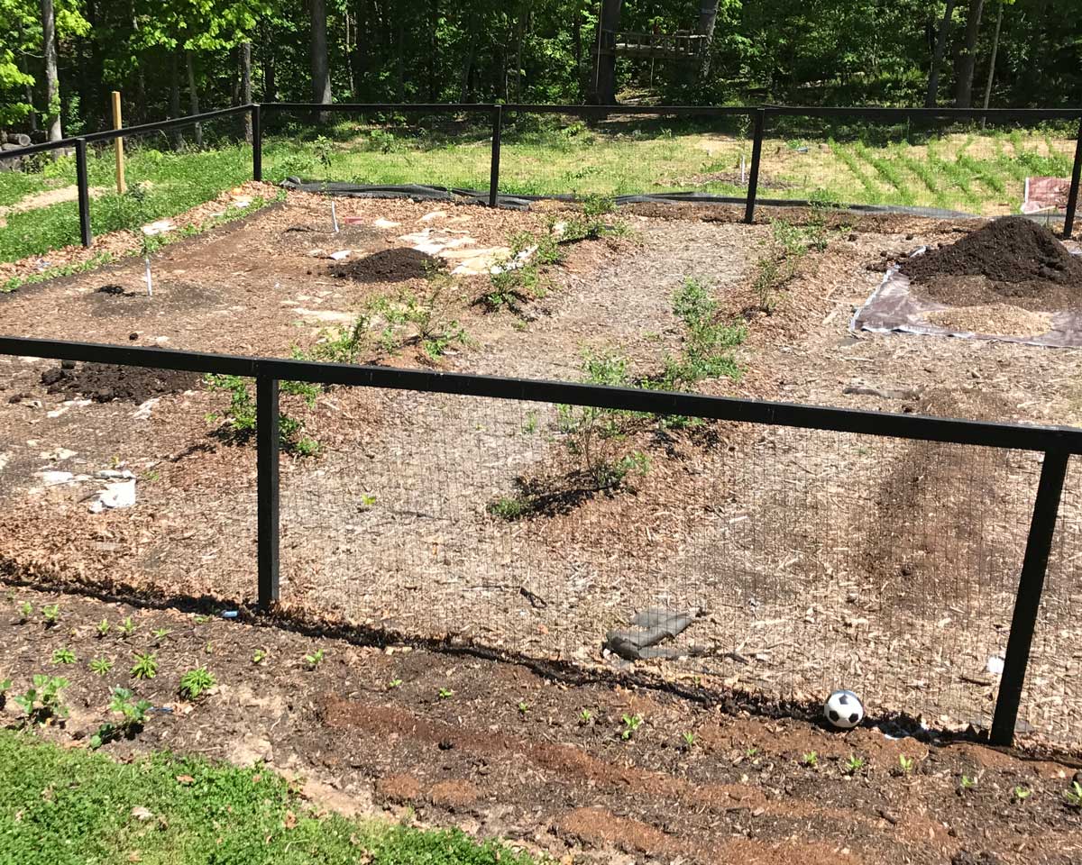 The Best Blueberry Plant Spacing for Your Garden - The Seasonal Homestead