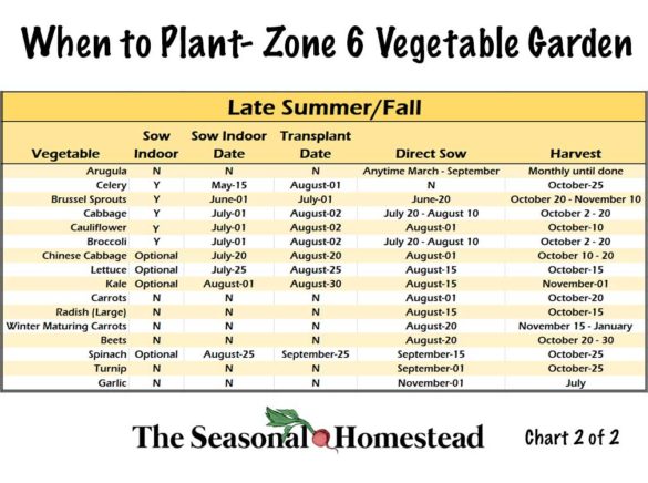 When to Plant Vegetables in Zone 6 - The Seasonal Homestead