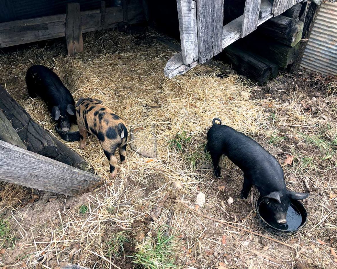 What do Pigs Eat? - The Seasonal Homestead