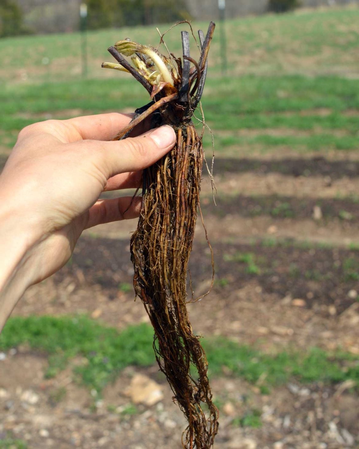 How to Plant Strawberries - The Seasonal Homestead