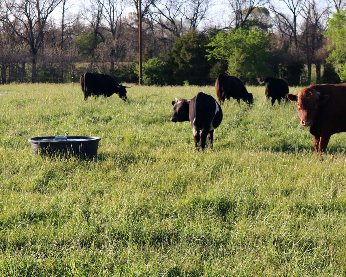 Rotational Grazing for Cattle - The Seasonal Homestead