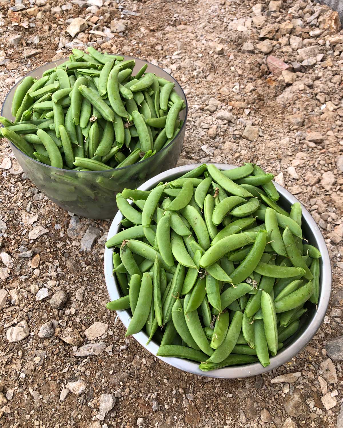 How to Grow Peas: Start to Finish - The Seasonal Homestead