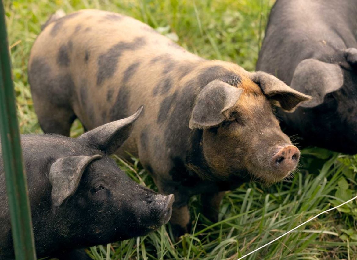 Measuring a Pig WITHOUT a Scale vs. Actual Pig Weights | Plus what to ...