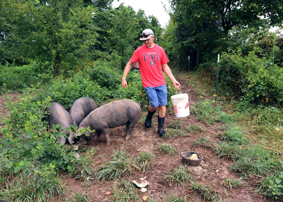 Measuring a Pig WITHOUT a Scale vs. Actual Pig Weights | Plus what to ...