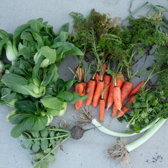 When To Plant Vegetables In Zone 6 The Seasonal Homestead