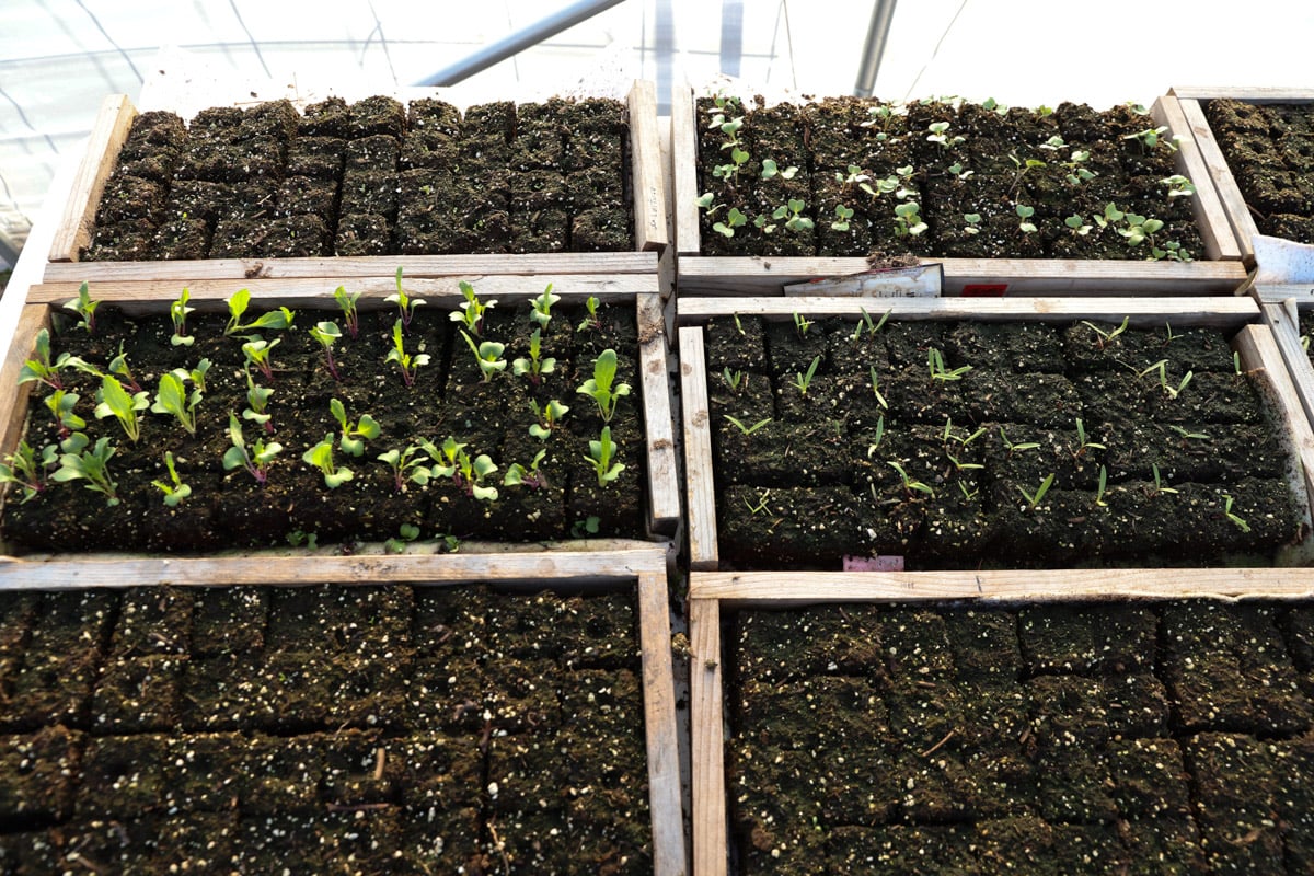 Starting Seeds Outdoors in Containers or Soil Blocks - The Seasonal ...