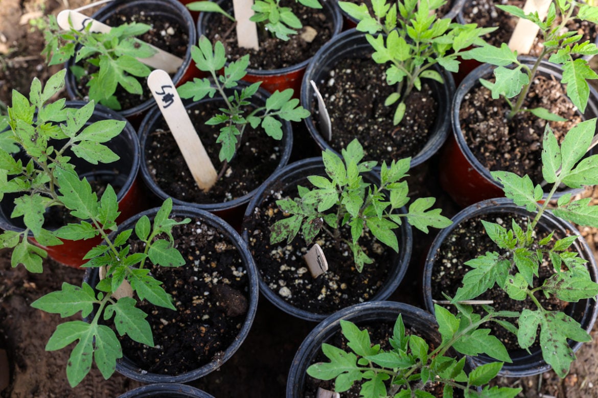 Indoor Seed Starting Guide + What No One Tells You! - The Seasonal ...