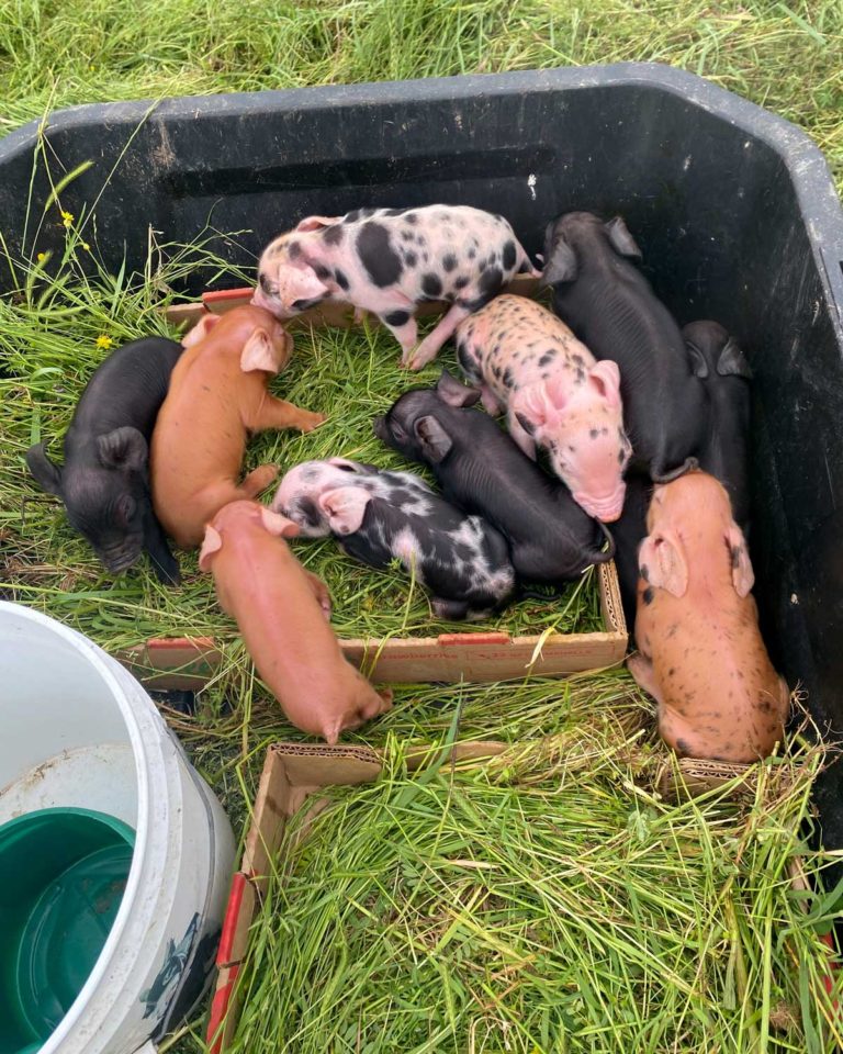 What do Pigs Eat? - The Seasonal Homestead