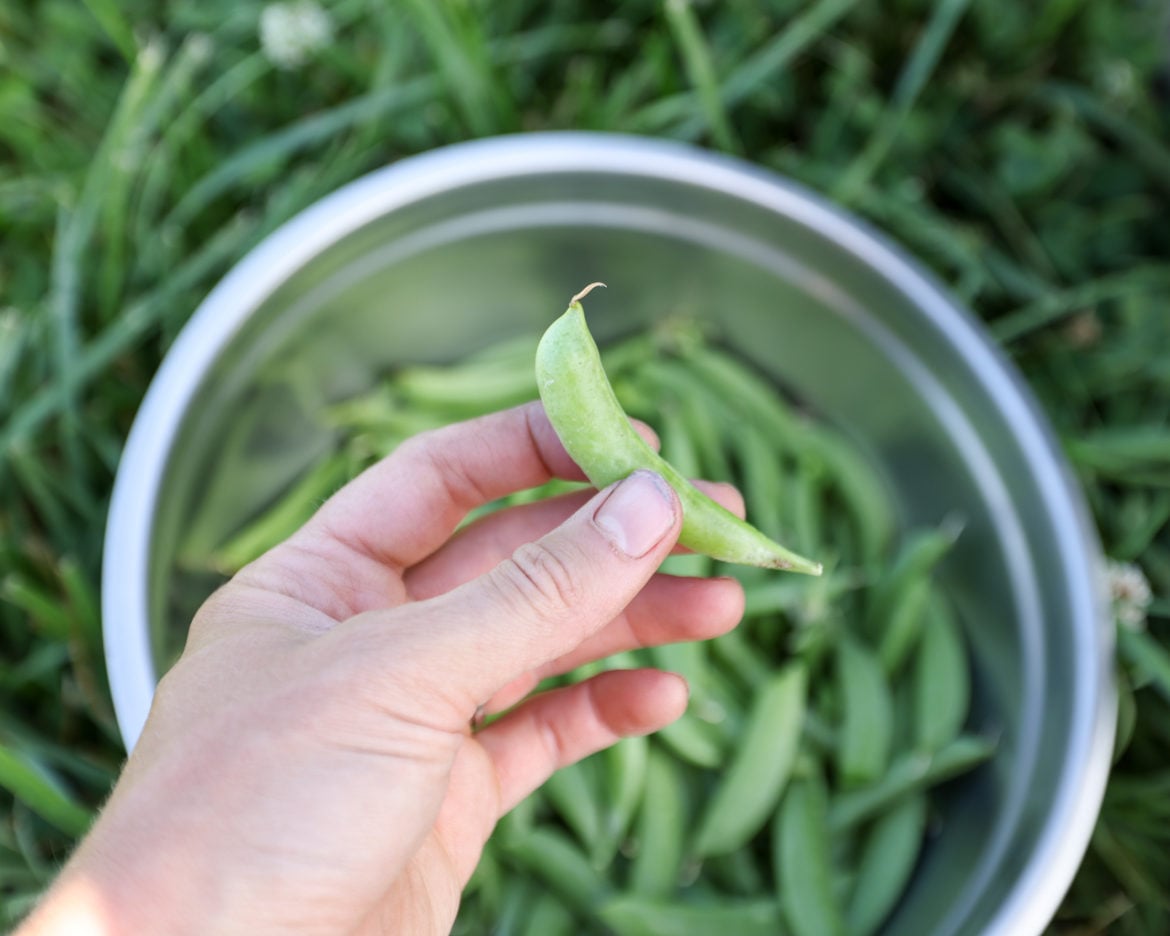 How to Grow Peas: Start to Finish - The Seasonal Homestead