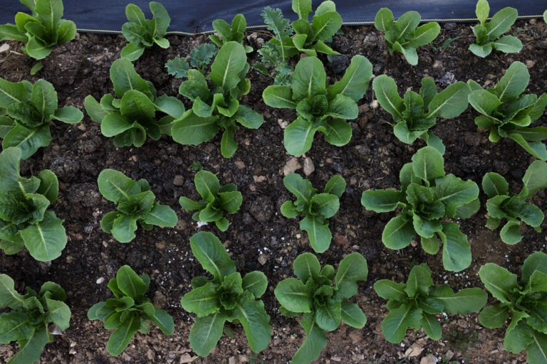 Top 15 frost-Tolerant Vegetables - The Seasonal Homestead