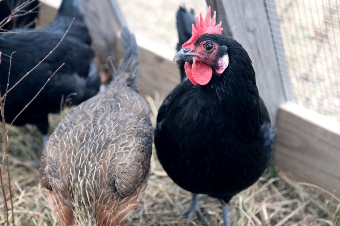 Best Egg Laying Chickens (Heritage Breeds!) - The Seasonal Homestead
