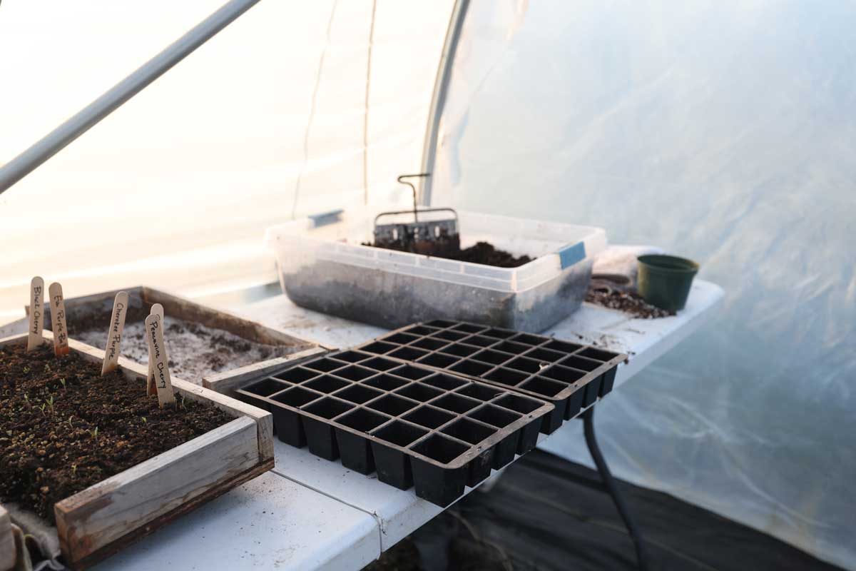 How to Grow Tomatoes from Seeds - The Seasonal Homestead