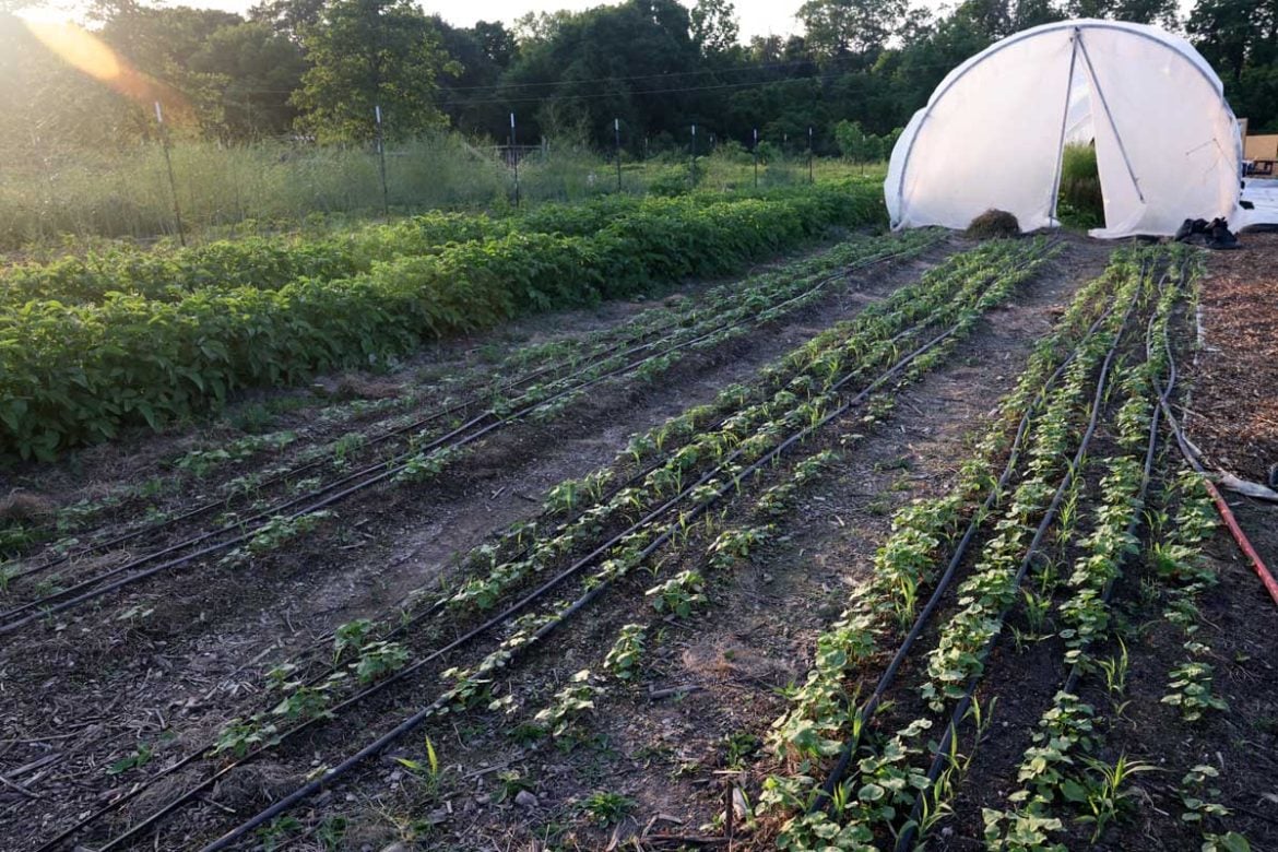 How to Use Cover Crops - The Seasonal Homestead