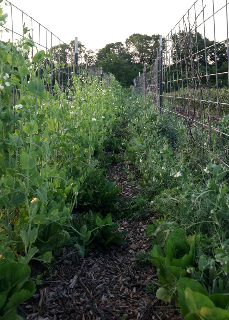 How to Grow Peas: Start to Finish - The Seasonal Homestead
