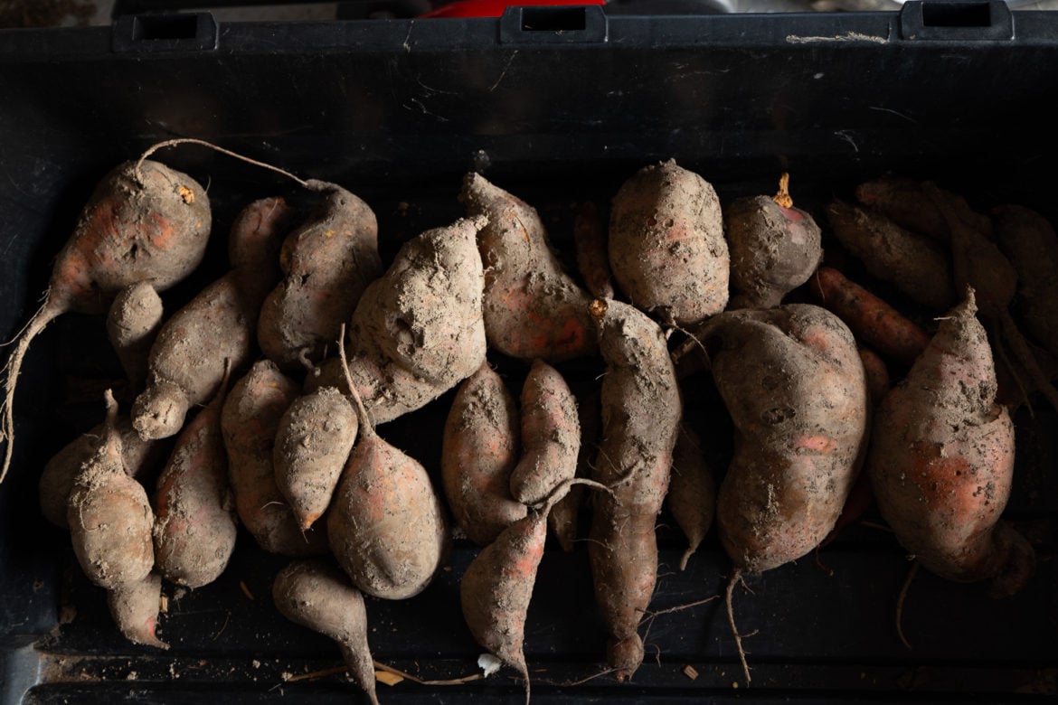 When to Harvest Sweet Potatoes - The Seasonal Homestead