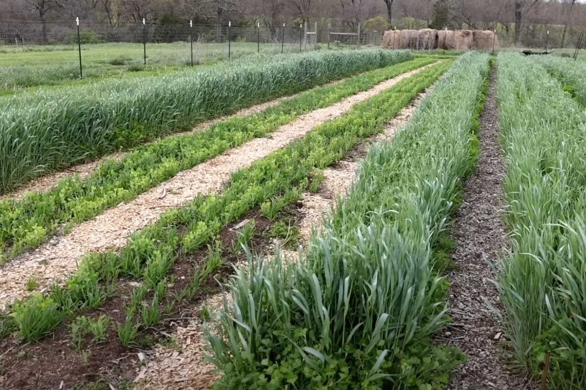 How to Use Cover Crops - The Seasonal Homestead