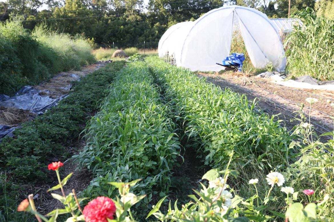 How to Use Cover Crops - The Seasonal Homestead