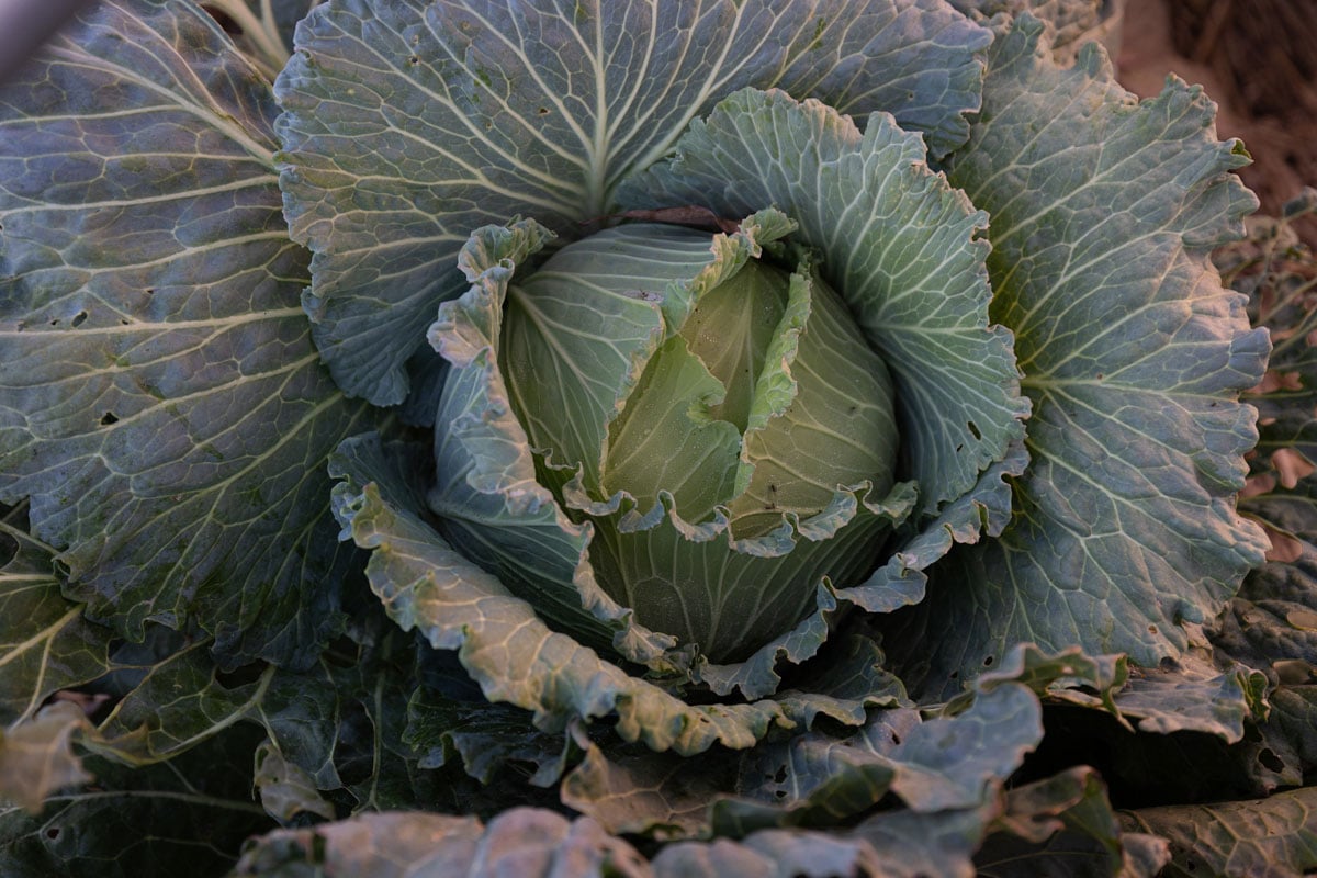 2024 SEED PICKS FOR THE GARDEN - The Seasonal Homestead