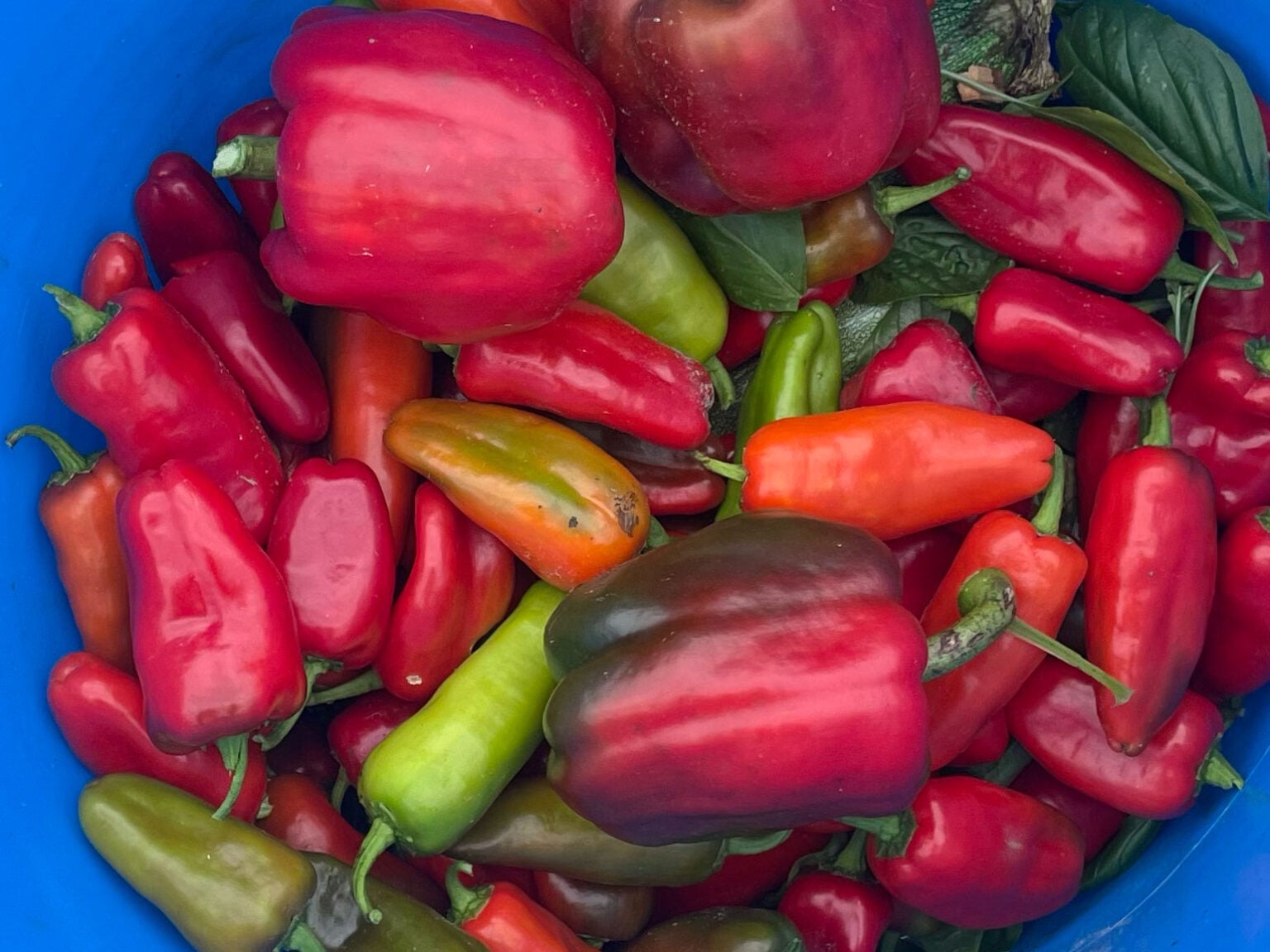 How to Grow Peppers | A Beginners Guide - The Seasonal Homestead