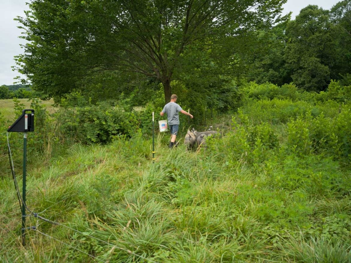 3 Reasons You Should Raise Pigs on Pasture - The Seasonal Homestead