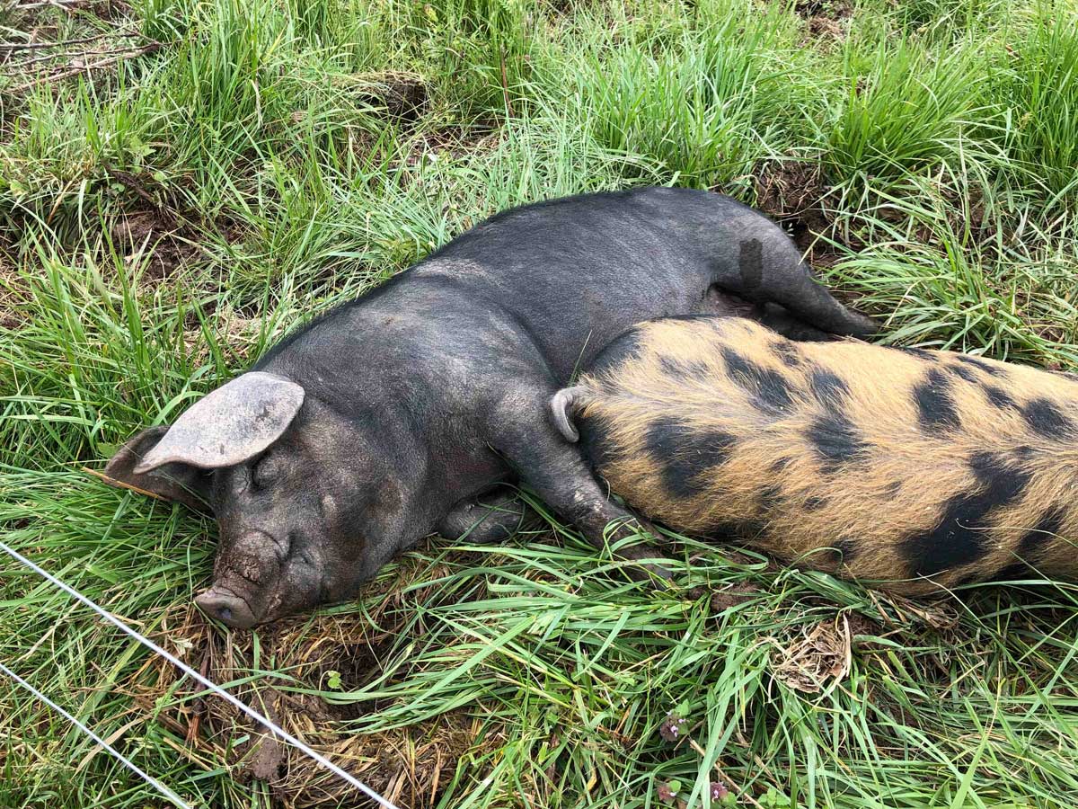 How To Raise Pigs on Pasture - The Seasonal Homestead