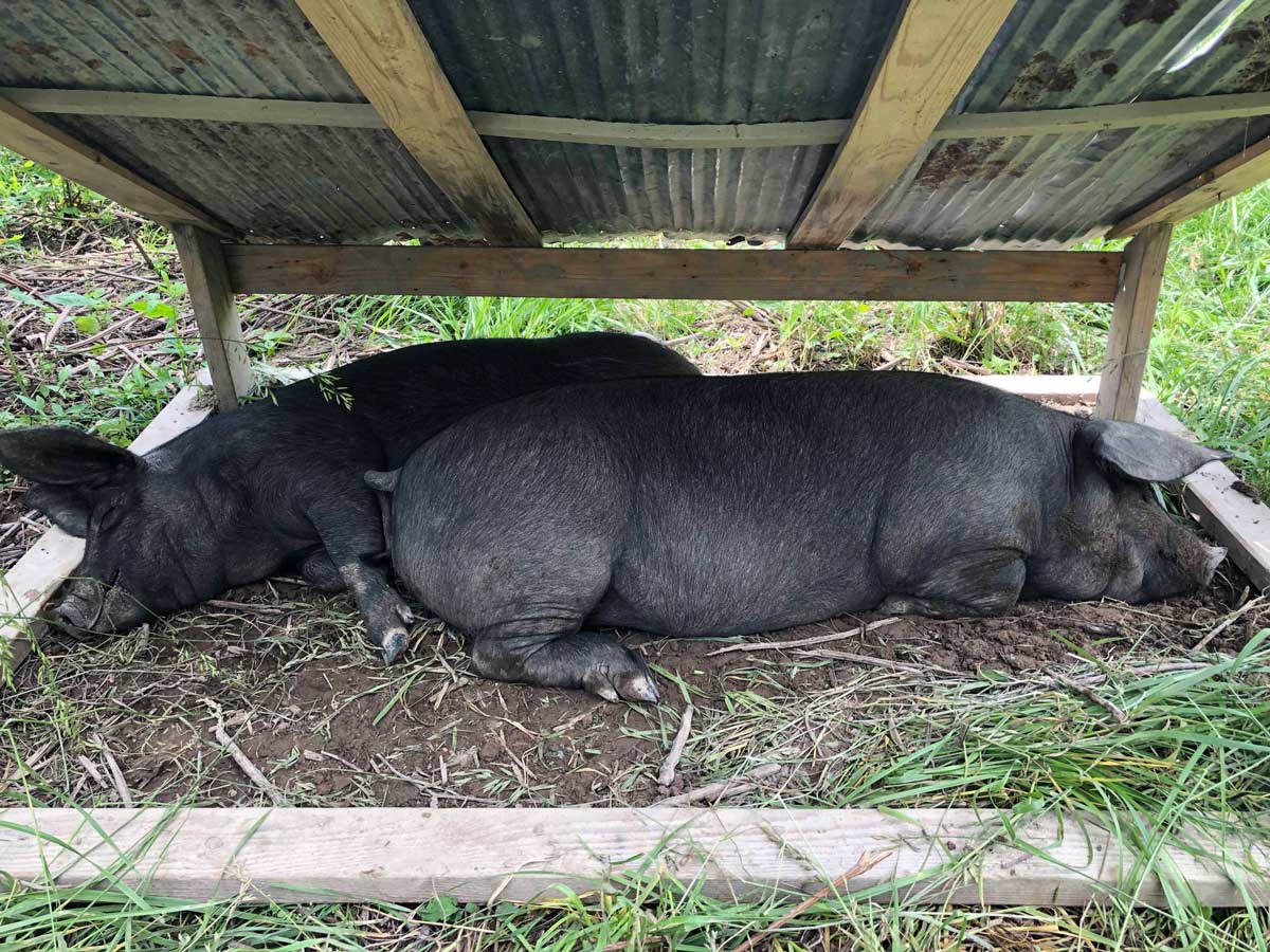 How To Raise Pigs on Pasture - The Seasonal Homestead