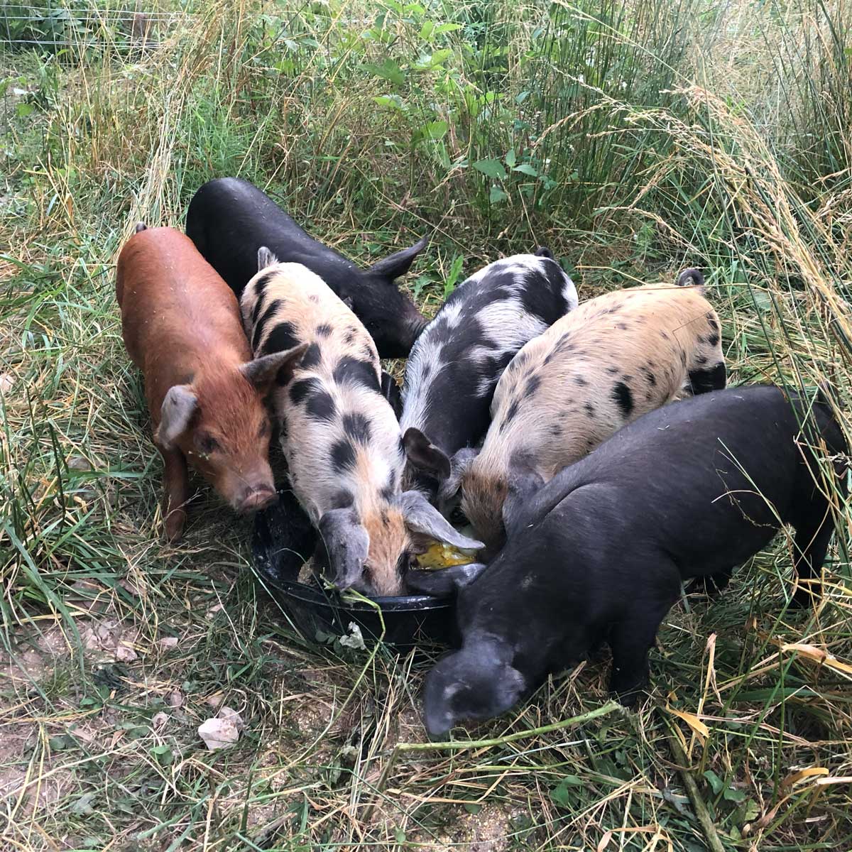 How To Raise Pigs on Pasture - The Seasonal Homestead