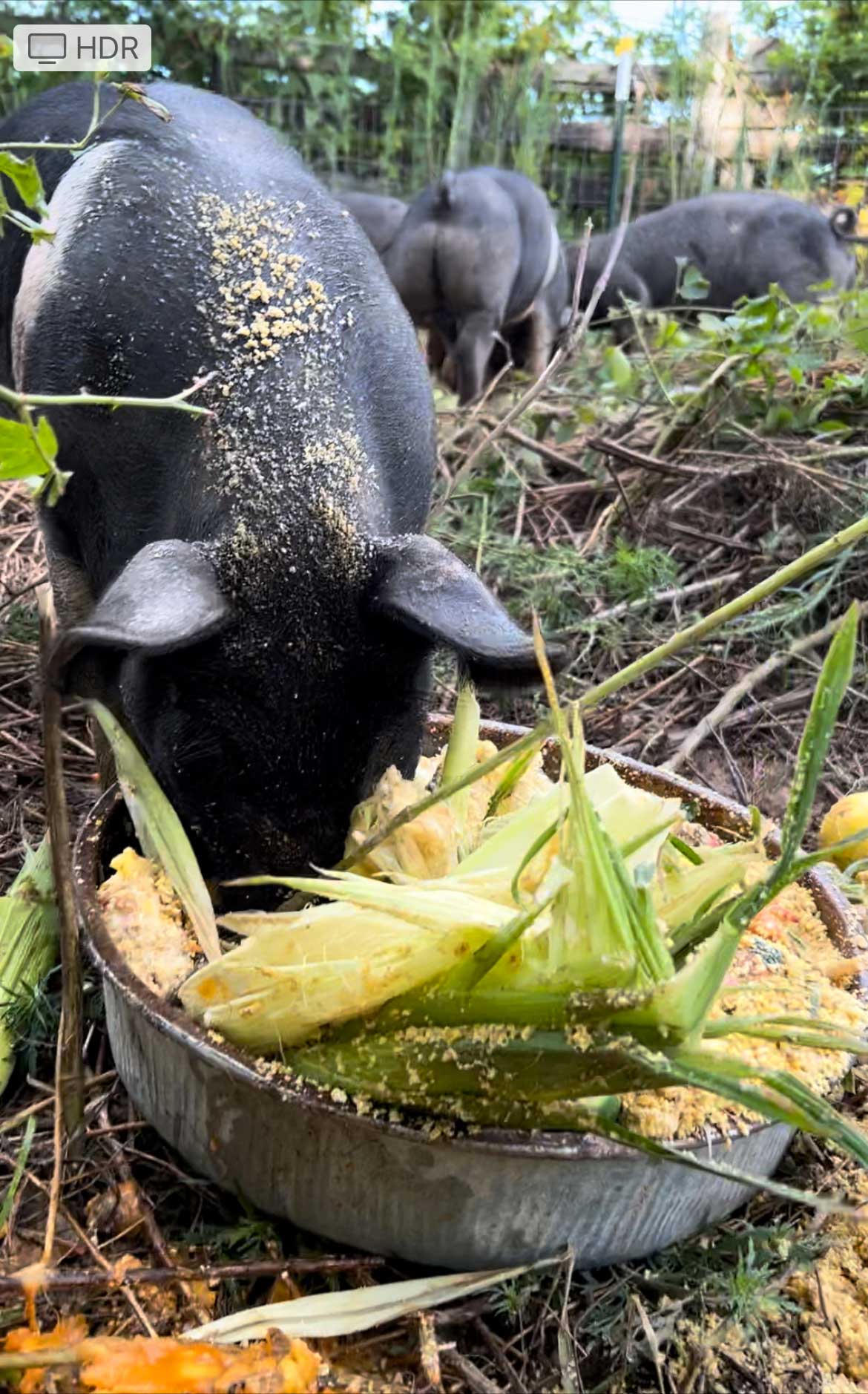 How To Raise Pigs on Pasture - The Seasonal Homestead