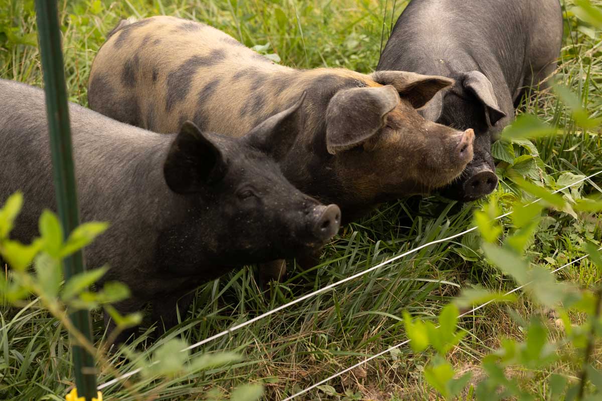 3 Reasons You Should Raise Pigs on Pasture - The Seasonal Homestead