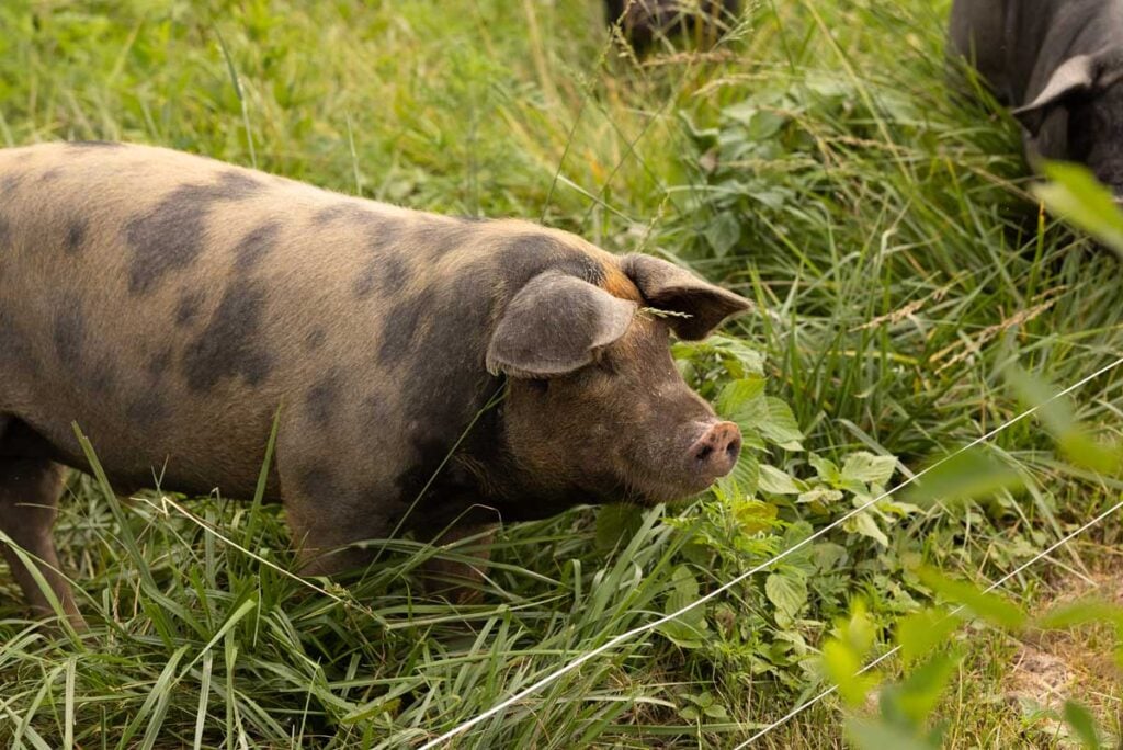 Livestock and Poultry Archives - The Seasonal Homestead