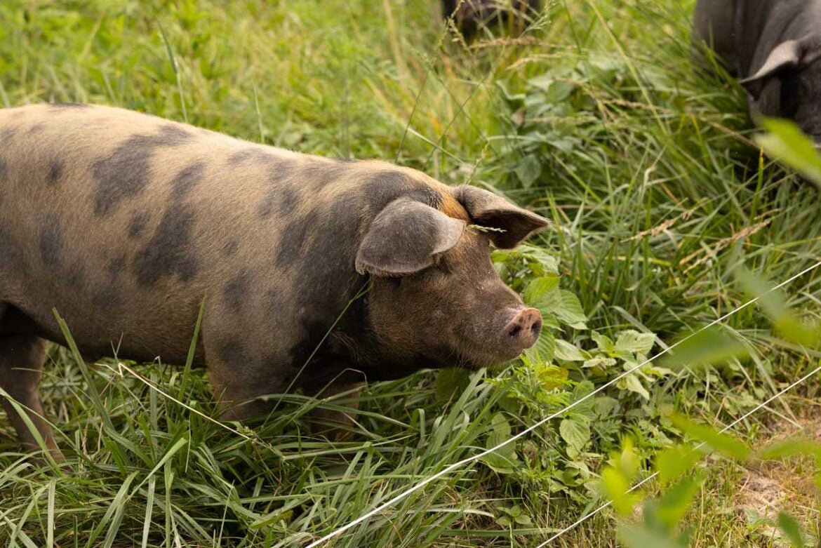 Measuring a Pig WITHOUT a Scale vs. Actual Pig Weights | Plus what to ...