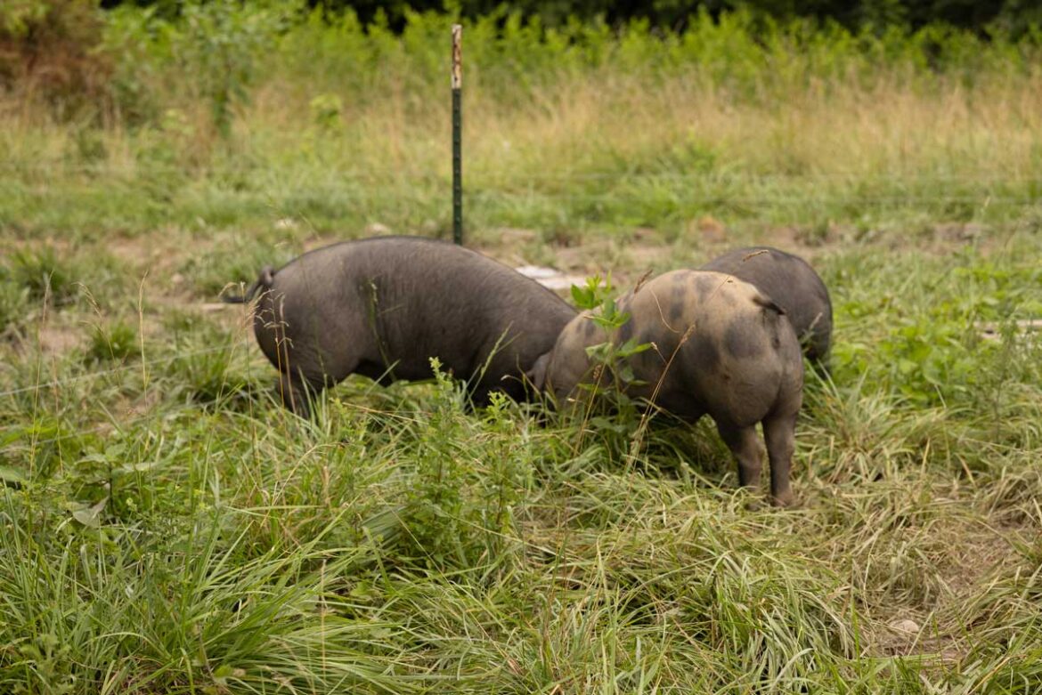 3 Reasons You Should Raise Pigs on Pasture - The Seasonal Homestead