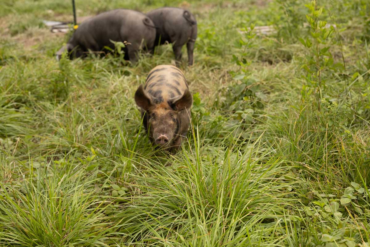 3 Reasons You Should Raise Pigs on Pasture - The Seasonal Homestead
