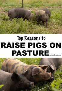 Raising Pigs on Pasture - The Seasonal Homestead