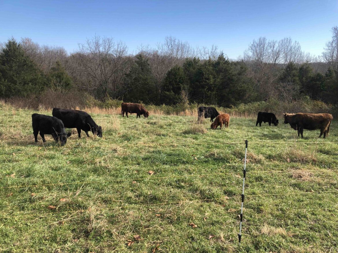 Rotational Grazing for Cattle - The Seasonal Homestead
