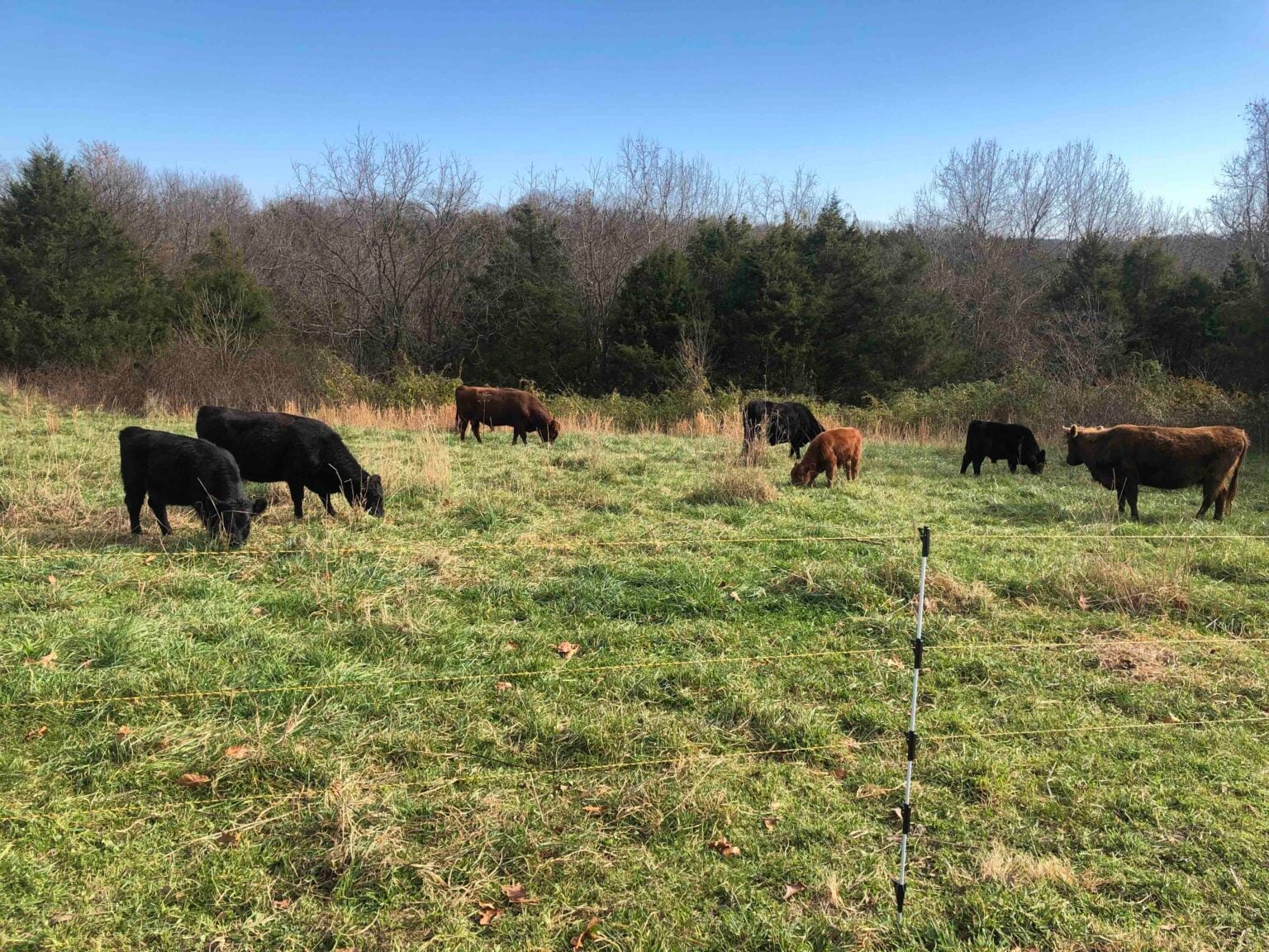 Rotational Grazing for Cattle - The Seasonal Homestead