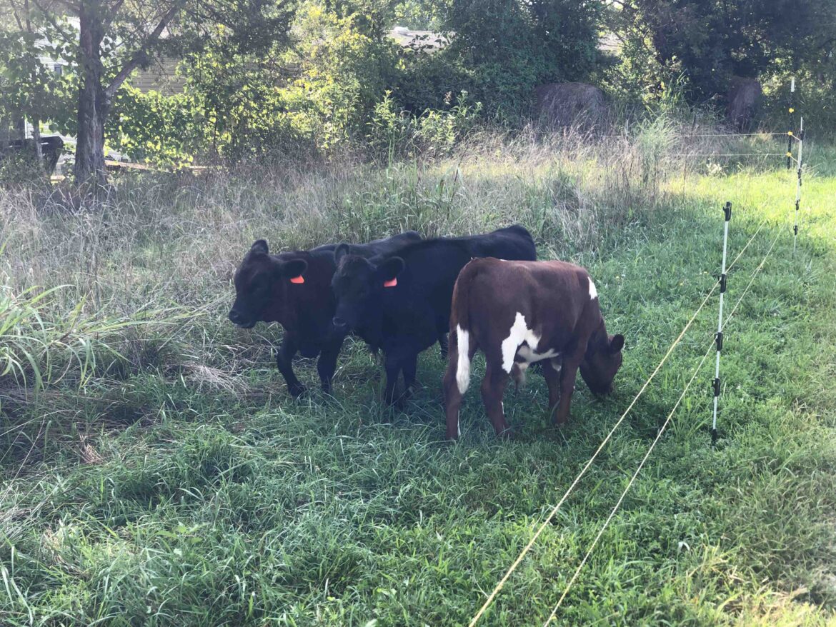 Rotational Grazing for Cattle - The Seasonal Homestead